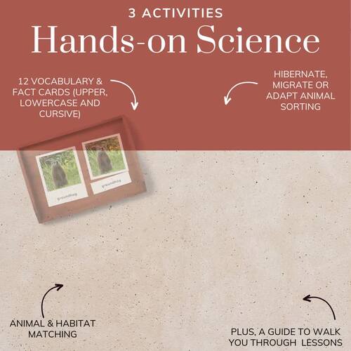 Hibernation Preschool Unit Study Animals That Hibernate Sort Science ...