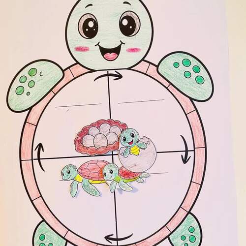 Turtle Life Cycle Craft , Science Craft , Ocean Unit , Life Cycles ...