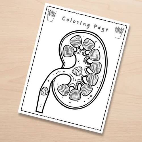 Urinary System Anatomy | Human Kidney Labeling | Science Coloring Page