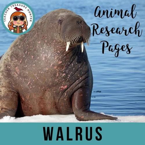 Walrus Animal Research Page Arctic Animal Reports 1st 2nd 3rd grade non ...