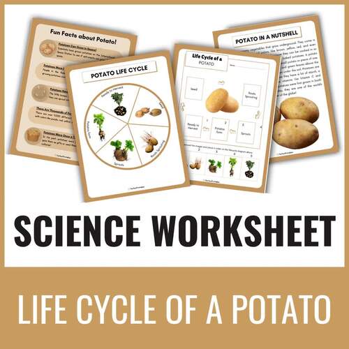 Life Cycle of a Potato Plant Worksheet | Vegetable Unit Study With Fun ...