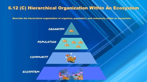 TEKS 6.12 (C) Hierarchical Organization Within An Ecosystem by RITZ ...