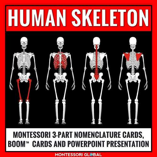 Skeletal System PowerPoint Quiz, Montessori Nomenclature Cards & Boom Cards