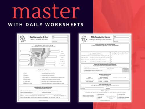 Male Reproductive System Worksheets + Answer Key | A&P | Mini-Series