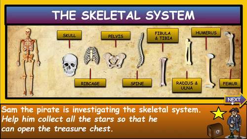 The Skeletal System Unit Bundle: Presentation | Drag and Drop |Puzzles ...
