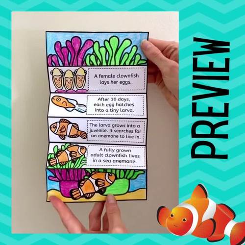 Clownfish life cycle science accordion foldouts by Wonder at the World