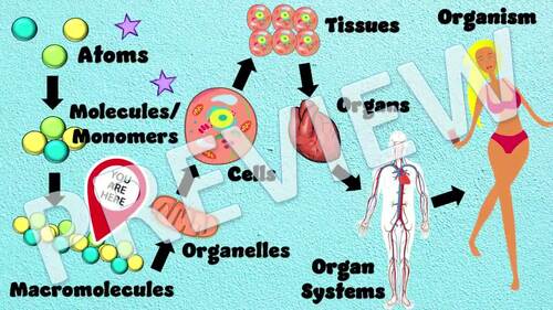 Carbohydrates and Lipids Complete Lesson BUNDLE | PPT, FREE notes, Activity