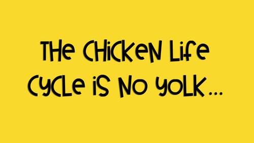 Chicken Life Cycle, Spring Bulletin Board Ideas, Life Cycle of a Chicken