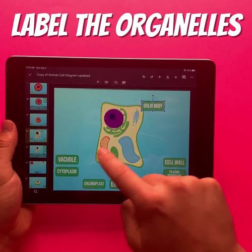 Animal Plant Cell Digital Review Activity | Label + Sort | Cell Worksheets