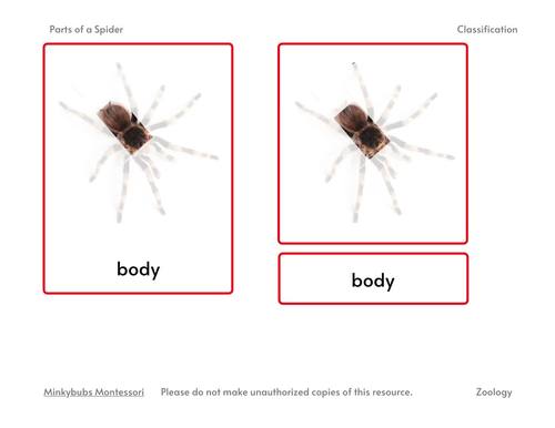 Spider 3 Part Cards Definitions and Nomenclature Arachnid Anatomy ...
