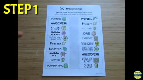 Monocots vs. Dicots - Card Sort Activity | Printable PDFs | 3 Options