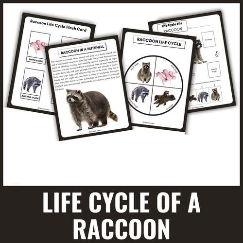 Life cycle of a raccoon worksheet, animals science unit study with fun ...