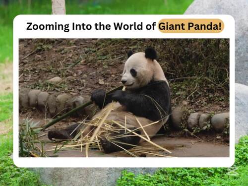 NO PREP All About Giant Panda Presentation, Wild Animal Adventure 3rd ...
