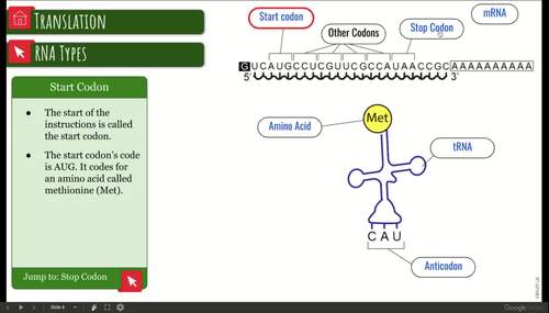 Translation Interactive Diagram by Science With Mrs Lau | TPT
