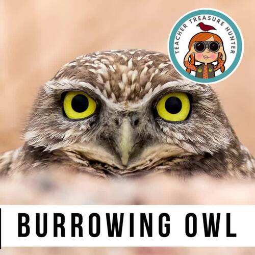 Burrowing Owl information page for bird or animal research report or ...