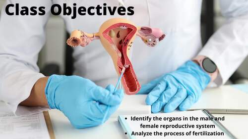 The Essentials of the Female & Male Reproductive Systems-1 class-25 ...