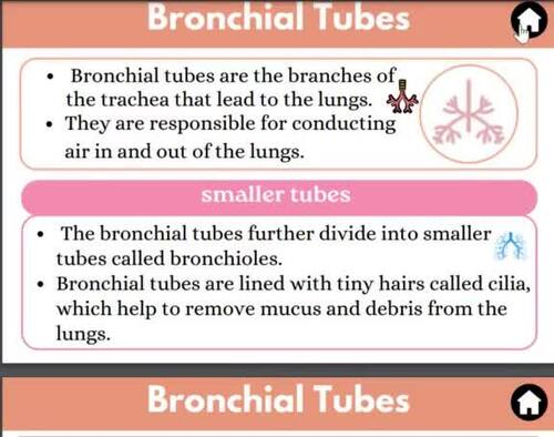 Flashcards Respiratory System | Med Surg Nursing Study | Study Notes ...