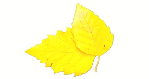 Fall Leaf Photographs (Cut Out Clip Art Images) by Wisdom Teaching Kids