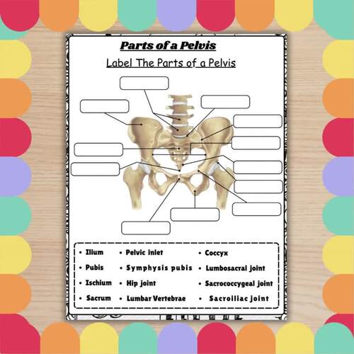 Parts of a Pelvis | Labeling Worksheet, Skeletal System, Anatomy bone ...