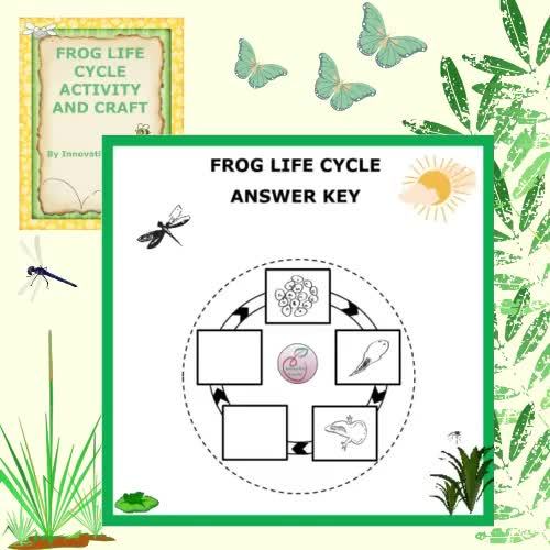 Frog Life Cycle Activity and Craft (Homeschool Early Learning) | TpT