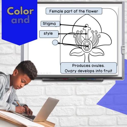 Parts of a flower diagram, flipbook, sorting activity 3rd grade science
