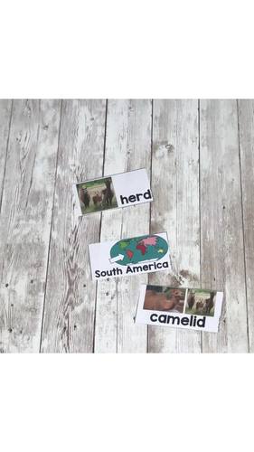 Distance Learning Dolphins Nonfiction Reading Comprehension Fluency ...