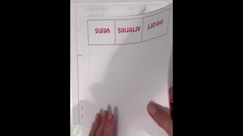 Digestive and Excretory Human Body Vocabulary Foldable by Party On Teaching