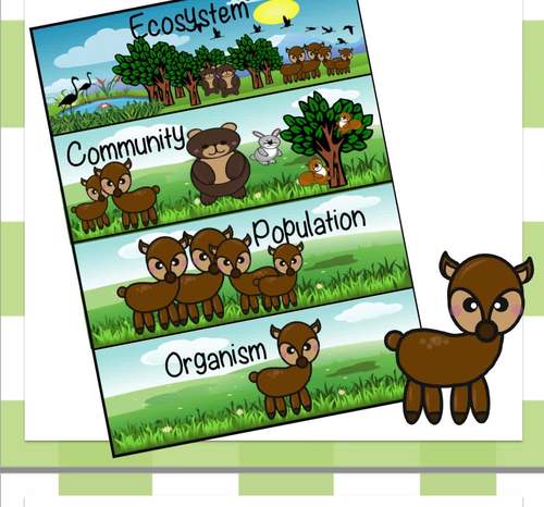 Ecosystems Unit Vocabulary Interactive Notebook and Game | TPT