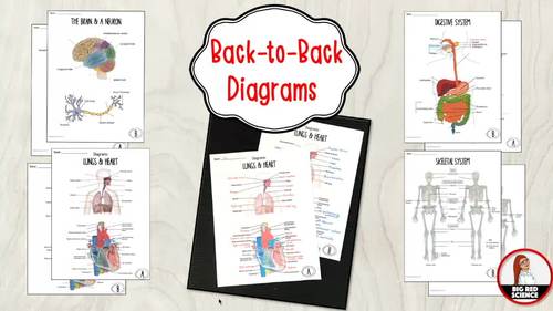 Body Systems: Muscular System (Back-to-Back Diagrams) by Big Red Science