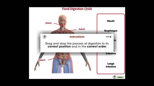 Circulatory,Digestive,Reproductive Systems: Food Digestion Cycle ...