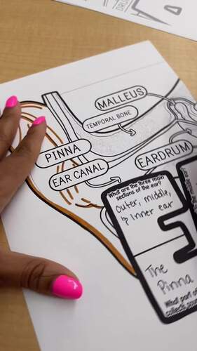 Parts of the Ear Diagram, Anatomy of Ear, Senses, Labeling Parts ...