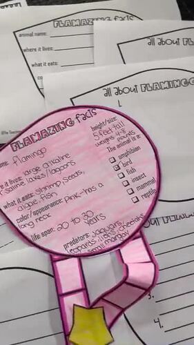 All About Flamingos Non Fiction Animal Research Report | TPT
