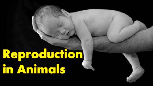 Reproduction In Animals Powerpoint Lesson by Cutemathematician | TPT