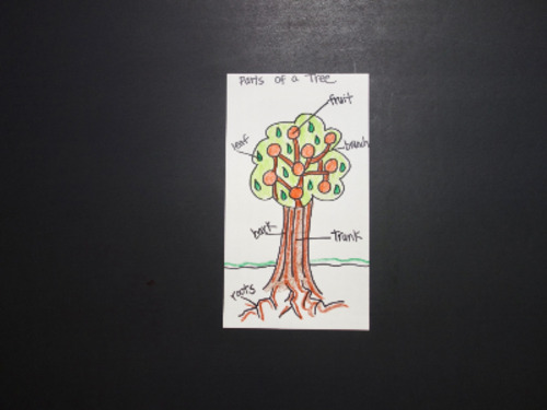 Let's Draw Parts of a Tree! by Patty Fernandez Artist | TPT