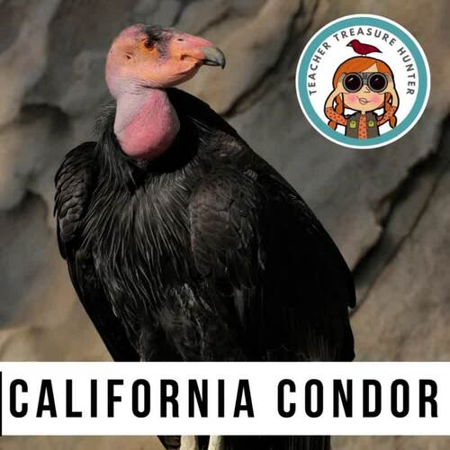 California condor information page for bird or animal research report