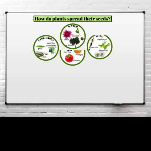 Interactive Anchor Chart- Seed Dispersal in English and Spanish | TPT