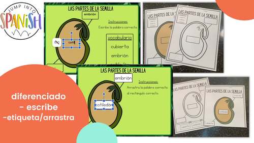Spanish - Parts of the seed and flower - dual language ciencia | TPT