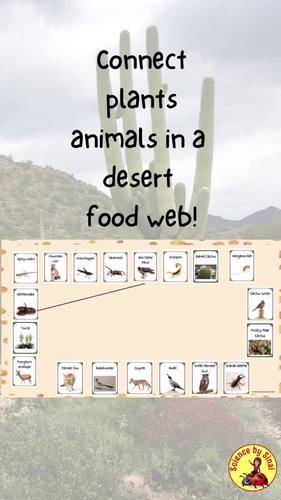 Draw and Connect Food Chains in the Desert | Food Web Energy Flow Activity