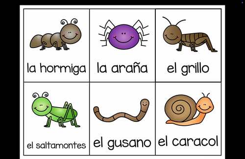 Vocabulario de insectos/Insect Vocabulary in Spanish by Calloway's Corner