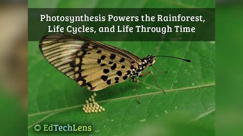 Biodiversity in Rainforest Ecosystems, Life Cycles & Life Through Time ...