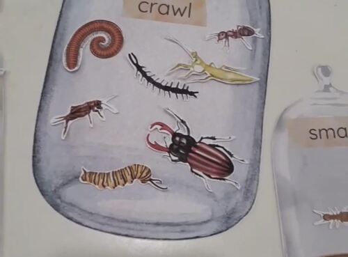 Insect Jar Sorting Games, Insect Size Match, Flying or Crawling Bug