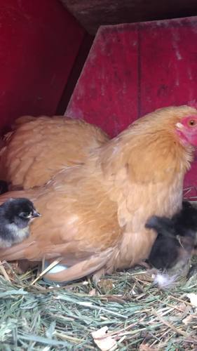 Chicken Science Unit by Teaching Science With Lynda R Williams | TpT