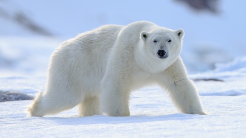 Animal Adaptation: Climate by eduvideoTPT | TPT