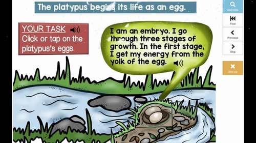PLATYPUS AUSTRALIAN ANIMAL LIFE CYCLE BOOM DIGITAL CARDS: GOOGLE CLASSROOM