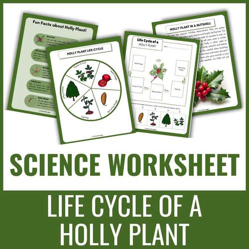 Life Cycle of a Holly Plant | Christmas Plant Science Unit Study With ...