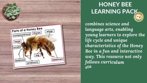 Parts of Honey Bee Life Cycle Types Montessori Nomenclature 3 Part ...