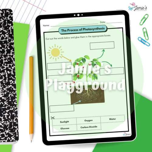 Photosynthesis Activity & Answer Key 3rd Grade Life Science | TPT