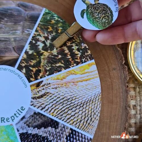 Reptile Matching Activity | Reptile Game | Pattern Activity by Mother ...