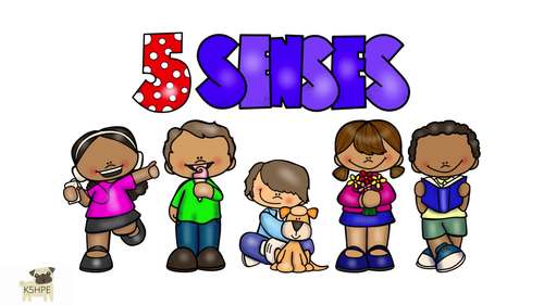 Five Senses Sight Word Reader, Reading, Video and SLIDES | TPT