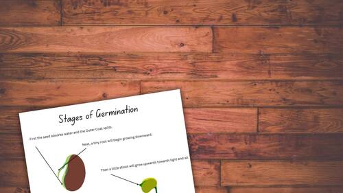 Seed Germination and Growth Tracker by Barefoot Learning | TPT